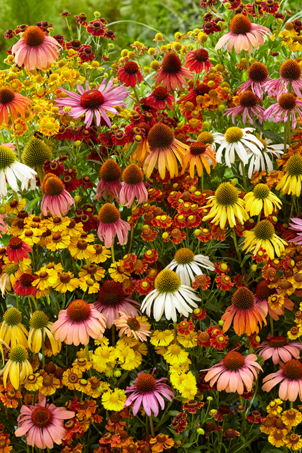 Indian Summer Mix - Echinacea Helenium | DutchGrown™