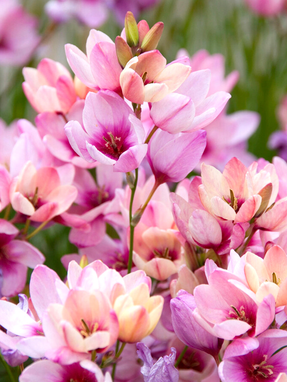 Ixia Pink | Buy Online at DutchGrown™ | Top Quality Flower Bulbs