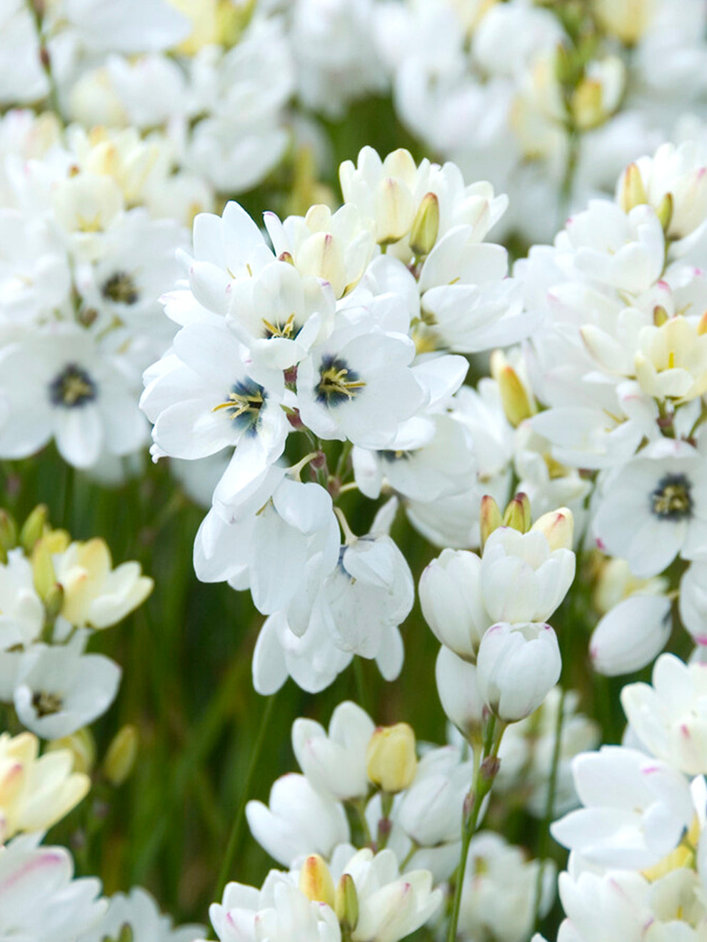 Ixia White | Buy Online at DutchGrown™ | Top Quality Flower Bulbs
