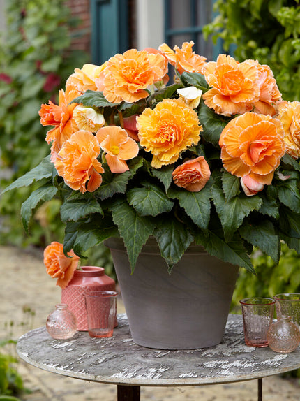Tuberous Begonias For Sale | Buy Top-Quality Tubers Now