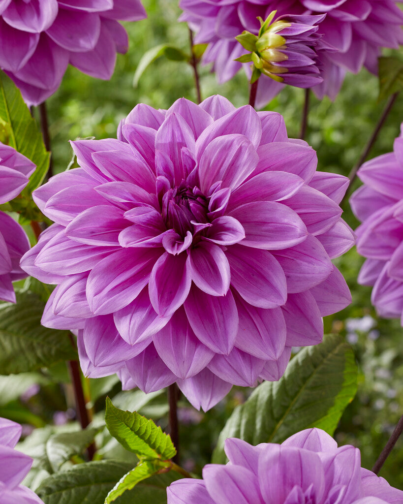 Dahlia Lilac Time | Dahlia Tubers | DutchGrown™