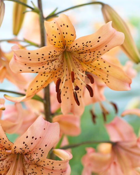 Orange Tiger Lily Flowers