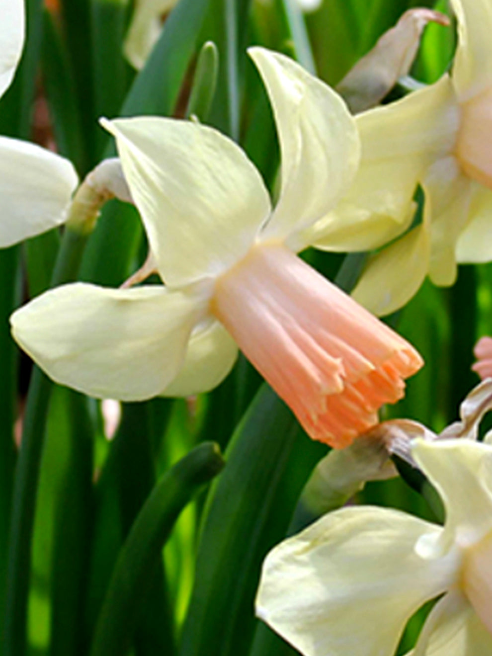 Mini Daffodil Prototype | Buy Online at DutchGrown | Top Quality Bulbs