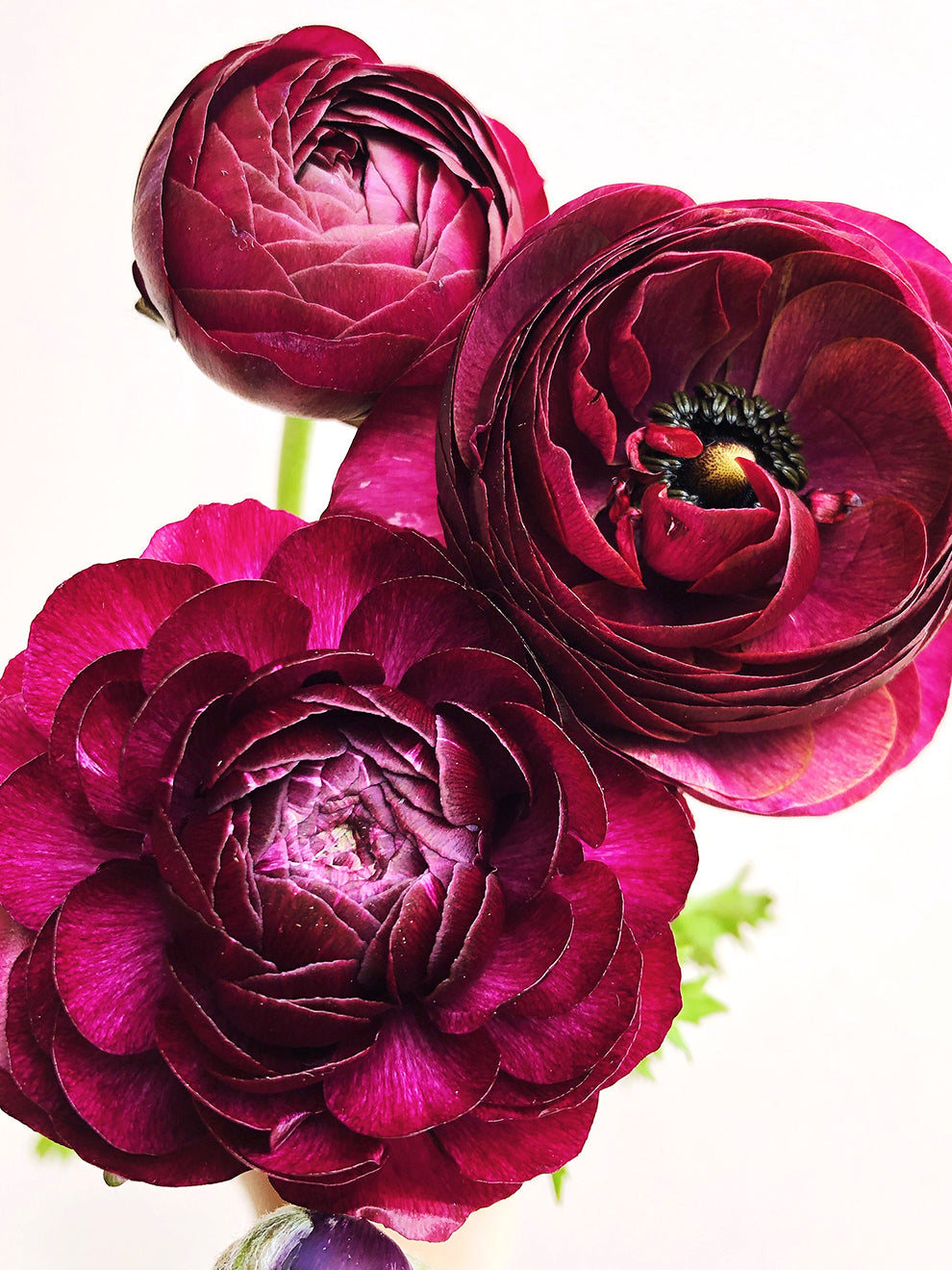 Ranunculus Merlot Bulbs | DutchGrown™
