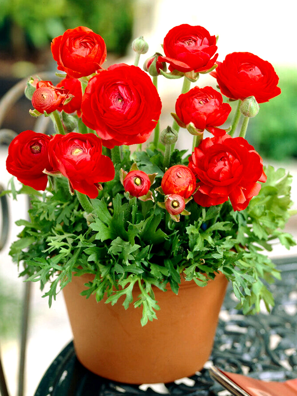 Ranunculus Red Bulbs | DutchGrown™