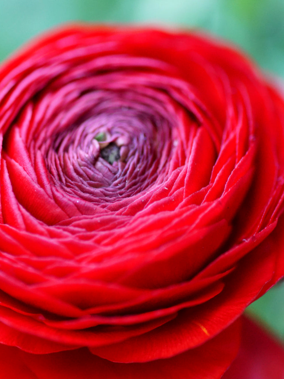 Ranunculus Red Bulbs | DutchGrown™