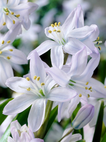 Scilla Bulbs For Sale | Buy Top-Quality Squill Bulbs Now