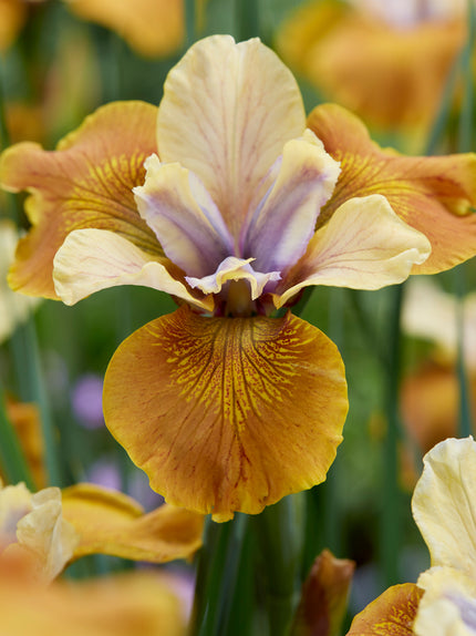 Siberian Iris | DutchGrown™ | Top Quality Siberian Iris Bare Roots