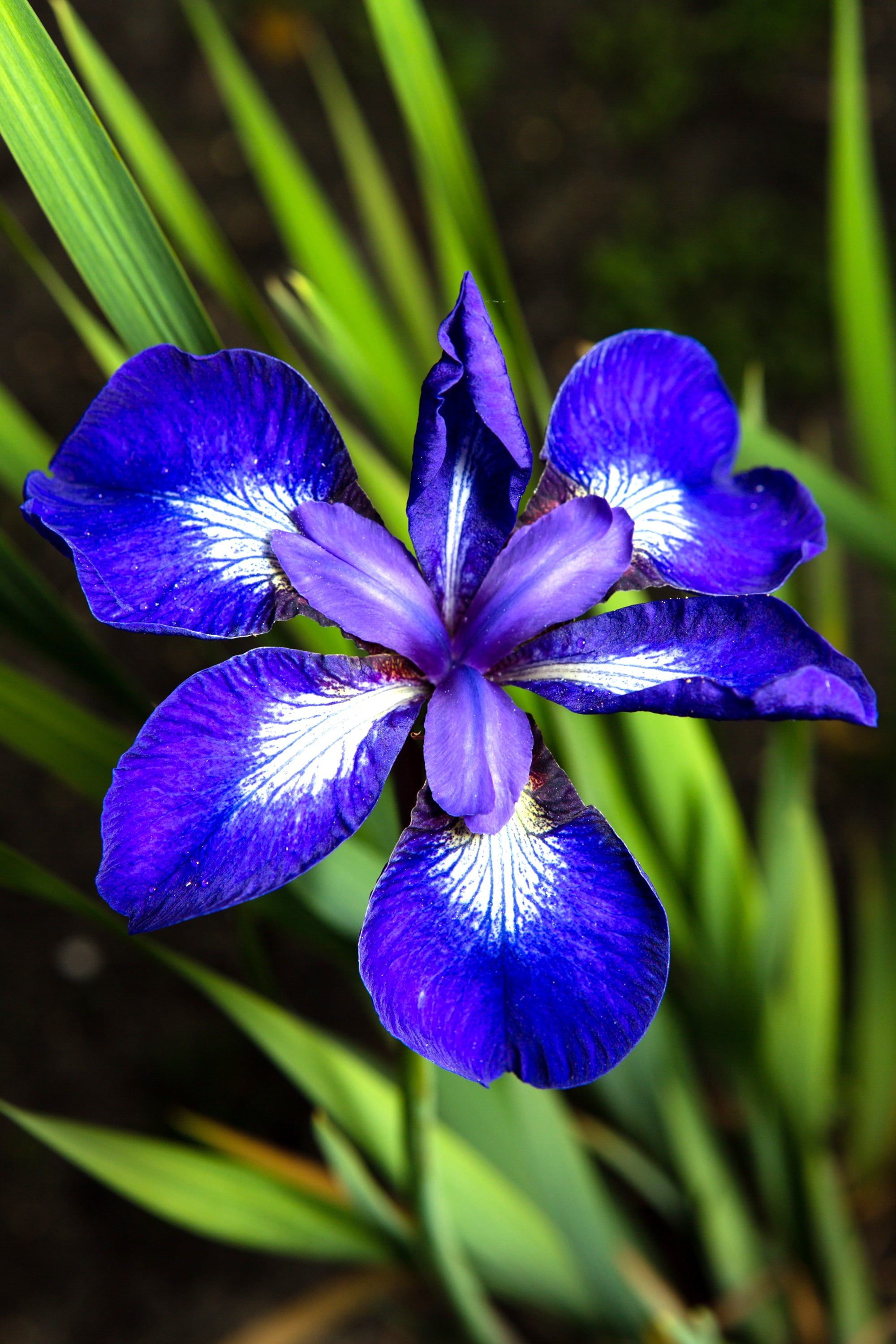 Blue Siberian Iris