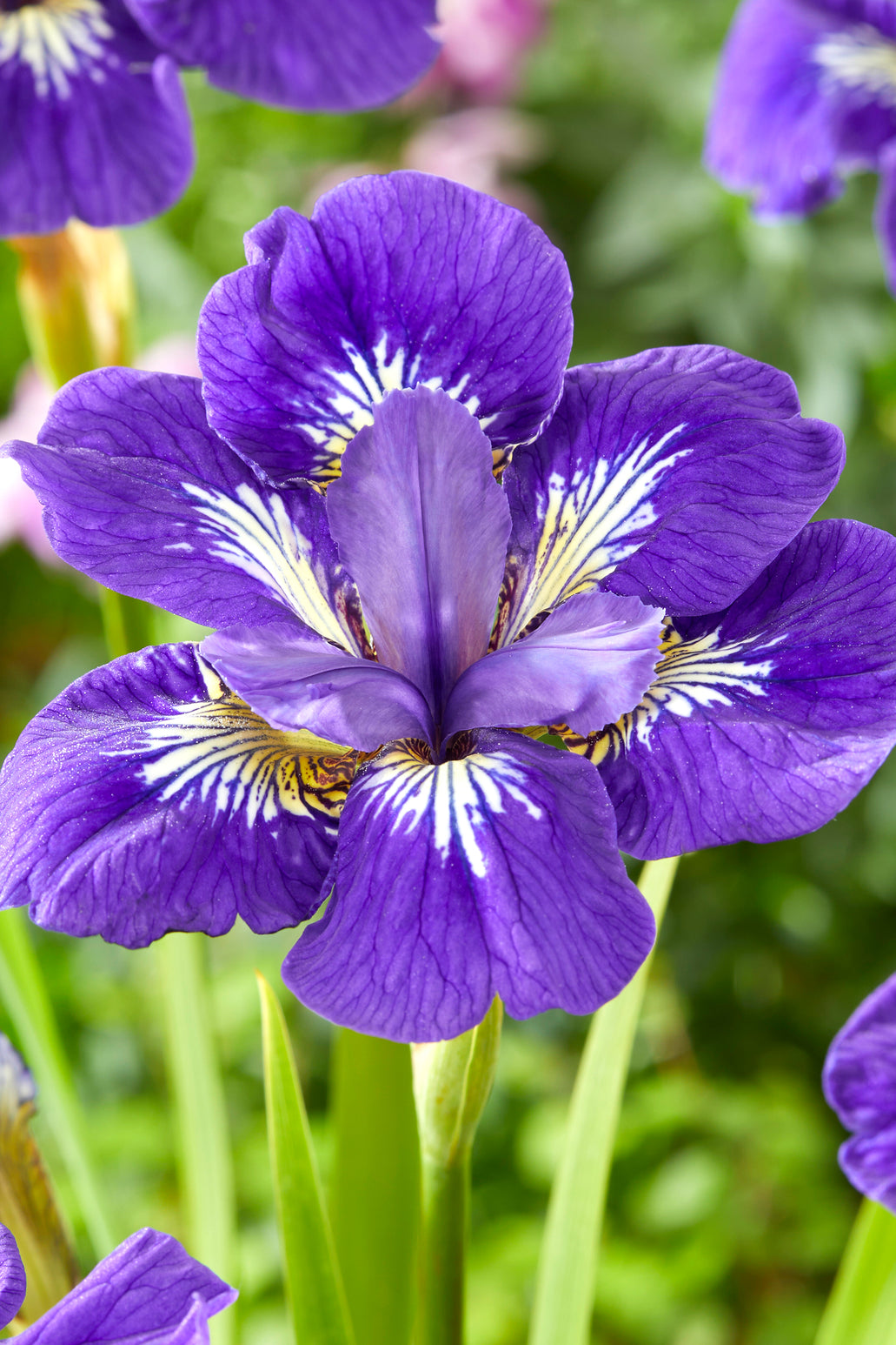 Siberian Iris I See Stars | DutchGrown™