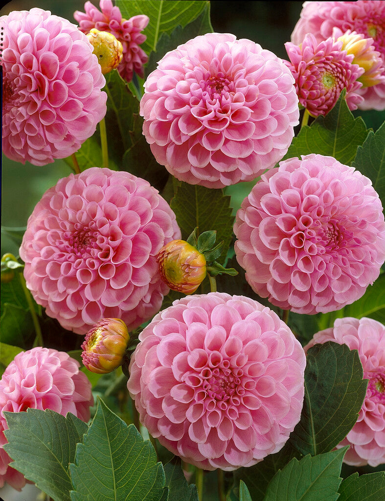Dahlia Stolze von Berlin | Dahlia Tubers | DutchGrown™