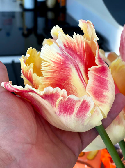 Unique Parrot Tulip Bulbs | Buy online at DutchGrown™