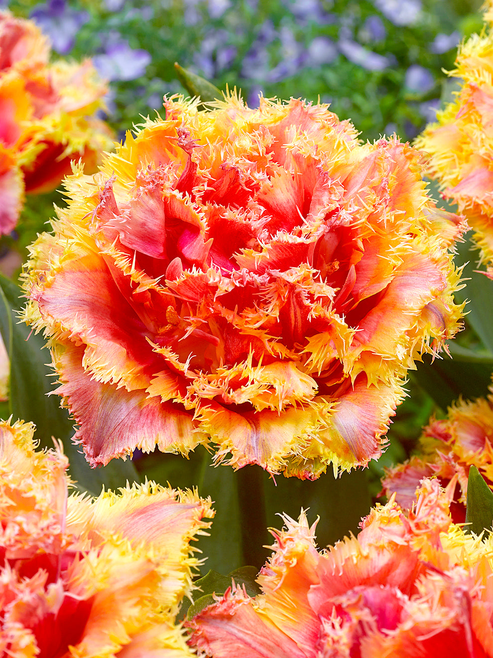 Tulip Bulbs | Brisbane | Tulip Bulbs for Sale | DutchGrown™