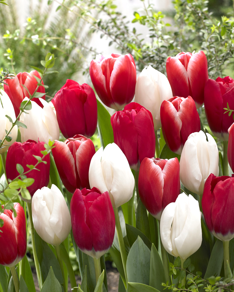 Tulip Candy Cane Collection | DutchGrown™ | Top Quality Flower Bulbs