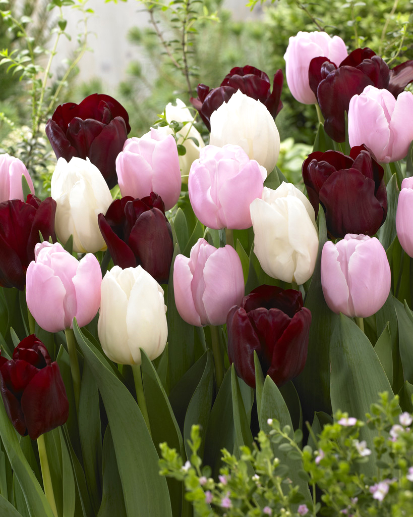 Tulip Chocolate Candy Collection | DutchGrown™ | Unique Tulip Mix!