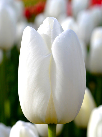 White Tulip Bulbs For Sale | Buy Top-Quality Tulips Now