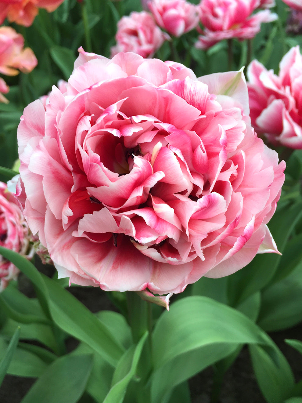 Tulip Columbus | Flower Bulbs | DutchGrown™ | From Our Farm