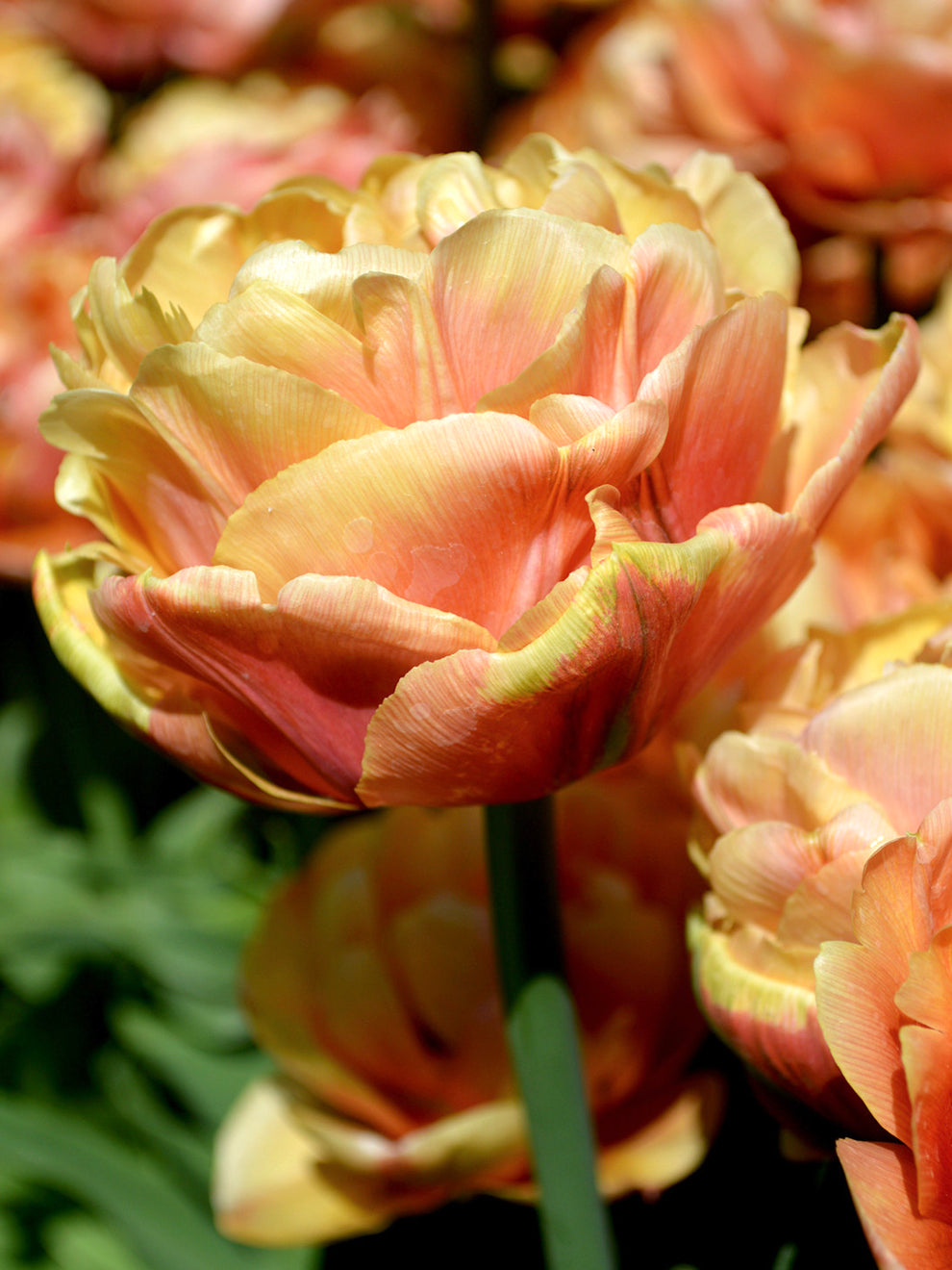 Tulip Copper Image | DutchGrown™ | Unique Tulips For Sale