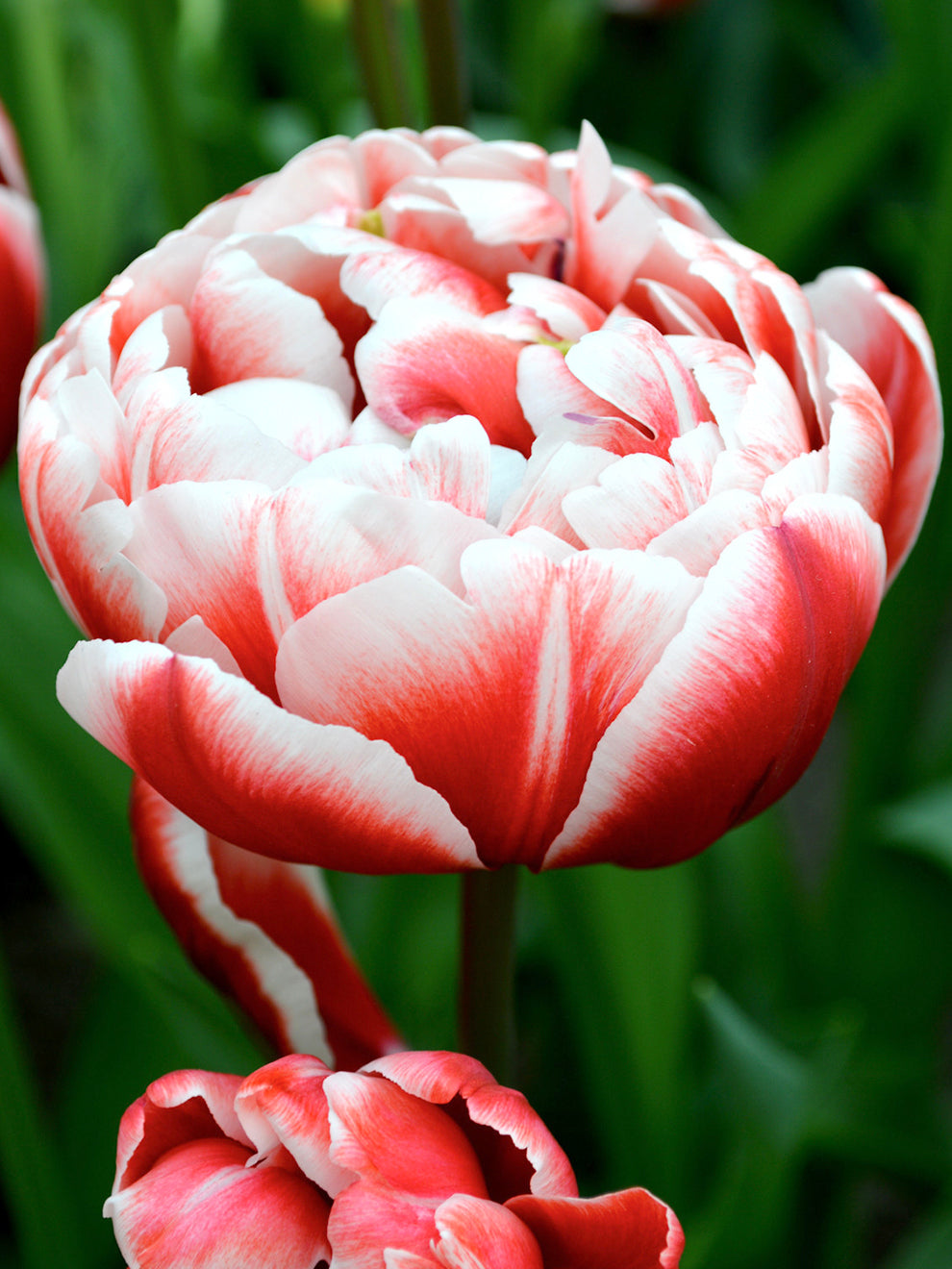 Tulip Drumline | Order Exclusive Tulip Bulbs Online at DutchGrown™