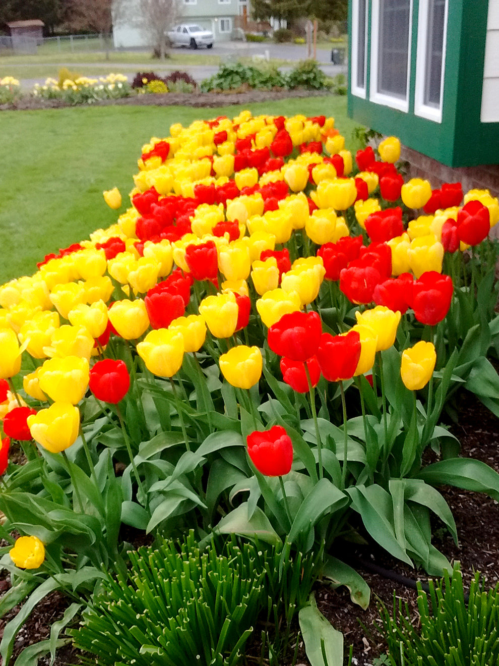 Tulip Fire Parade Collection | DutchGrown™ | The Best Tulip Blends!