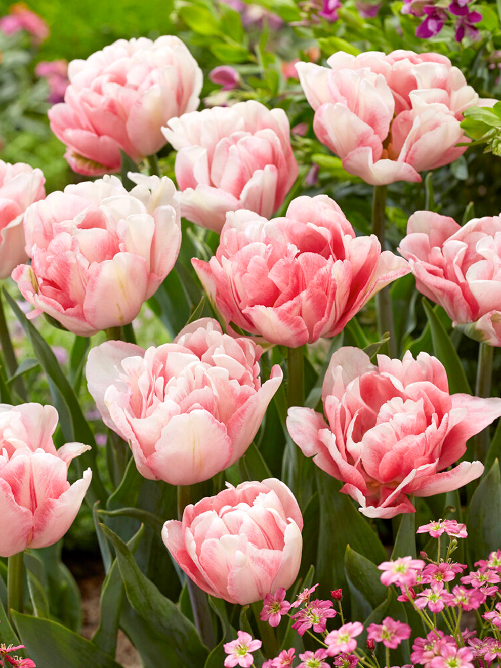 Tulip Bulbs | Foxtrot | Tulip Bulbs for Sale | DutchGrown™