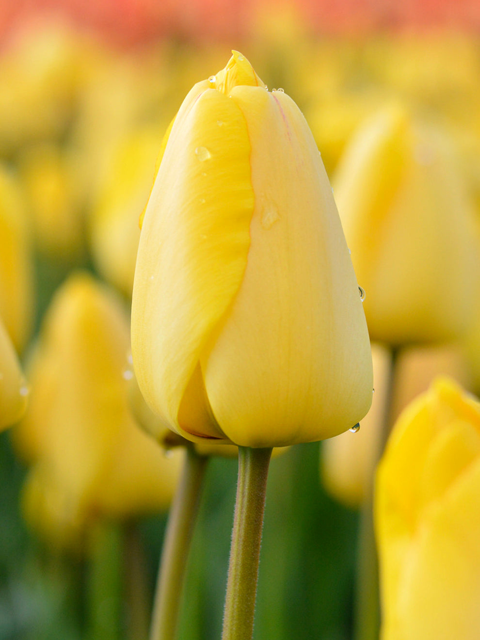 Tulip Golden Parade | Giant Darwin Hybrid Tulip | DutchGrown™