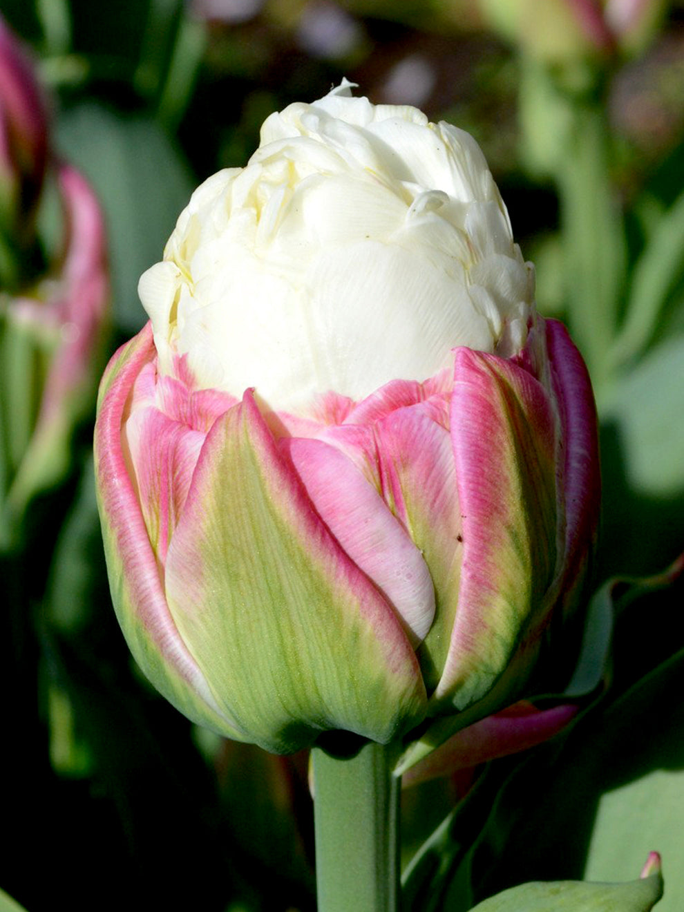 Tulip Ice Cream | Order Unique Tulip Bulbs Online With DutchGrown™