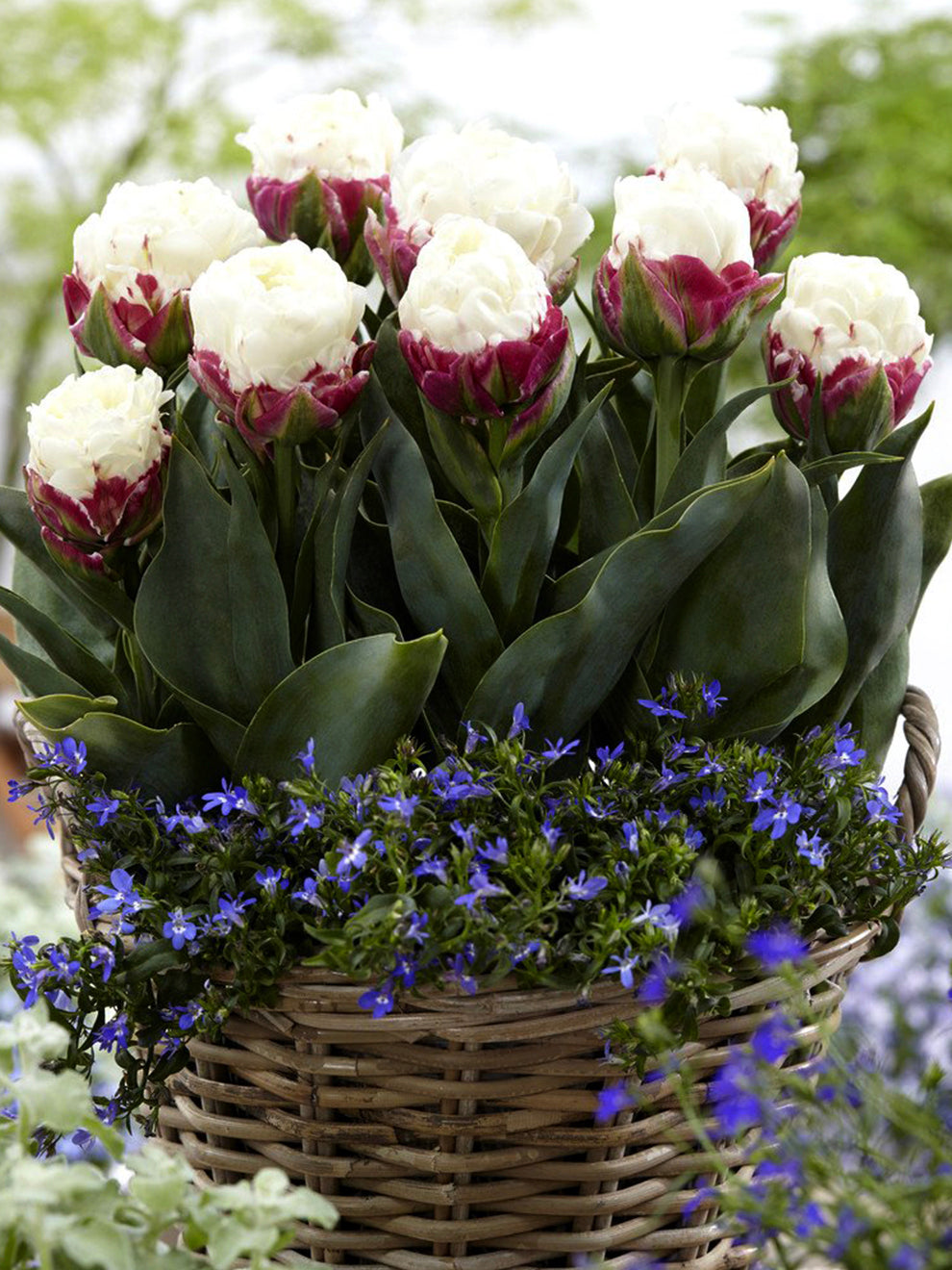 Tulip Ice Cream | Order Unique Tulip Bulbs Online With DutchGrown™