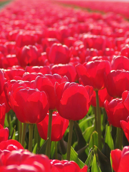 Red Tulip Flower Field
