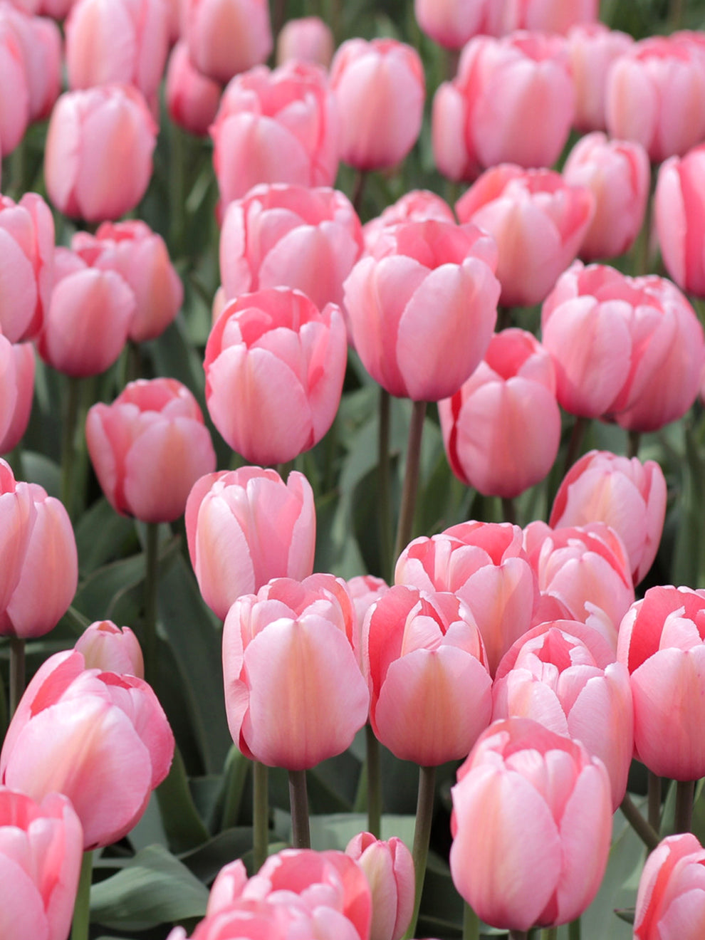 Tulip Salmon Impression | Buy Online At DutchGrown™ | Top Quality