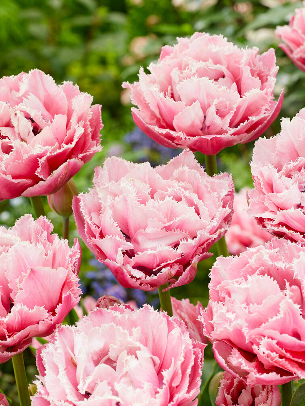 Tulip Sugar Crystal | Buy Exclusive Tulip Bulbs Online at DutchGrown™