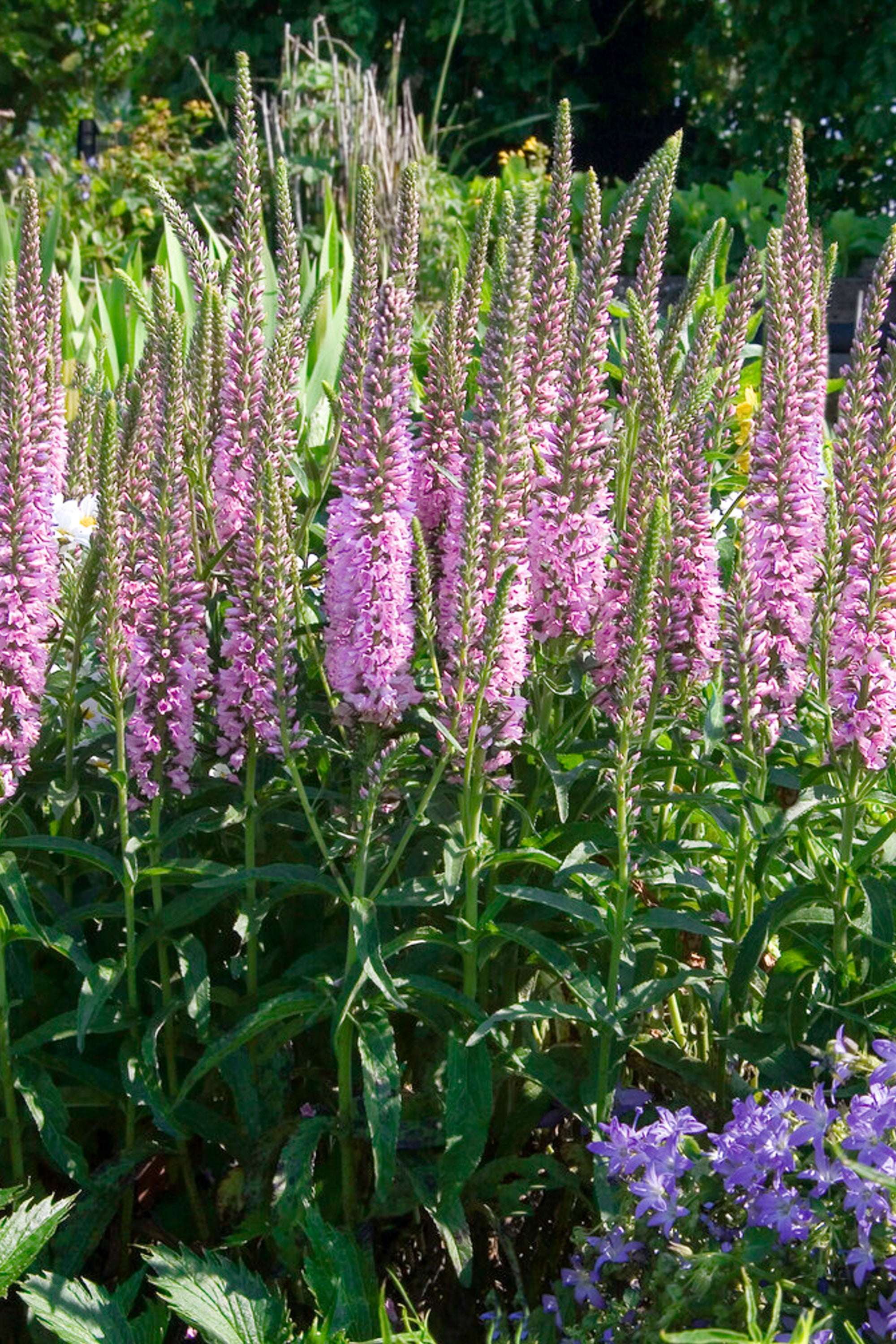 Veronica Longifolia Pink Eveline (Garden Speedwell) | DutchGrown™