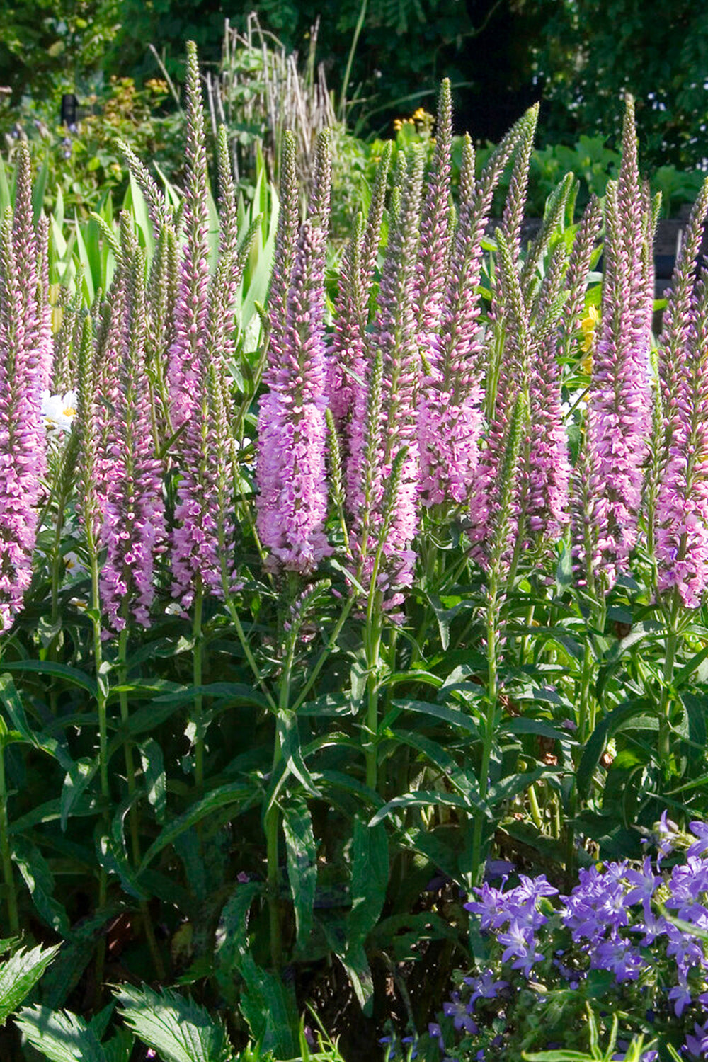 Veronica Longifolia Pink Eveline (Garden Speedwell) | DutchGrown™